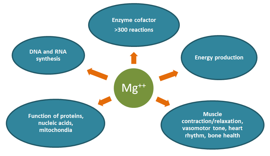 Essential Magnesium-Rich Foods: How to Incorporate Top 6 Sources